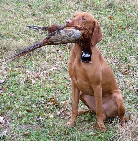 Maďarský ohař krátkosrstý - Vizsla (MOK) :: VLČÍ HRDLO - chovná stanice